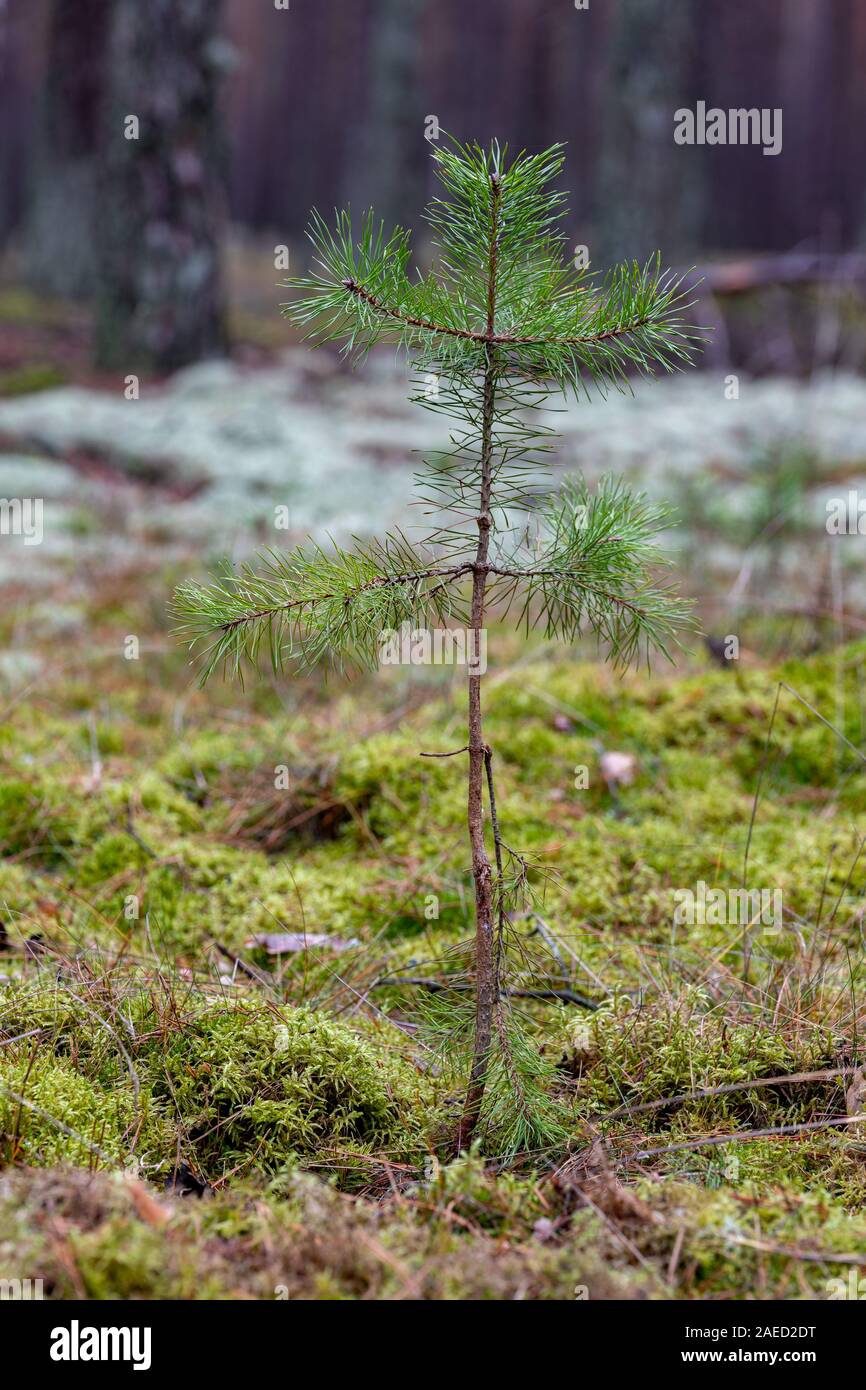 Young pine seedling growing in a coniferous forest. Young conifers ...