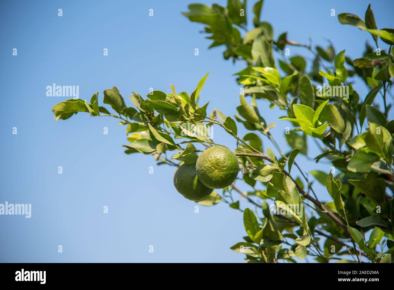 Orange trees in the garden. Close up of an orange hanging on a tree at ...