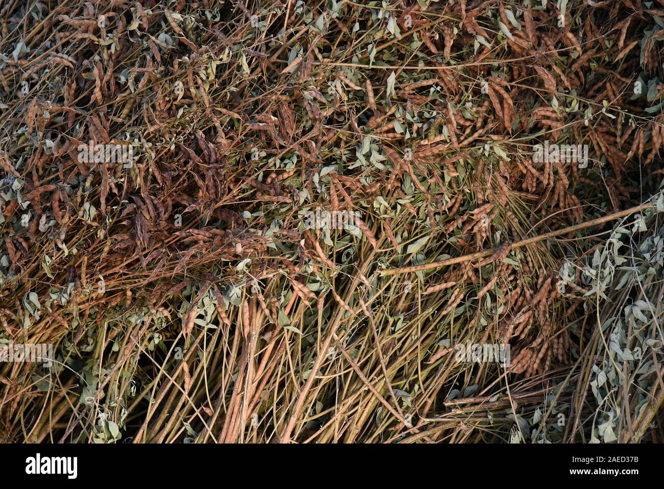 Pigeon pea crop in farm field field Stock Photo - Alamy