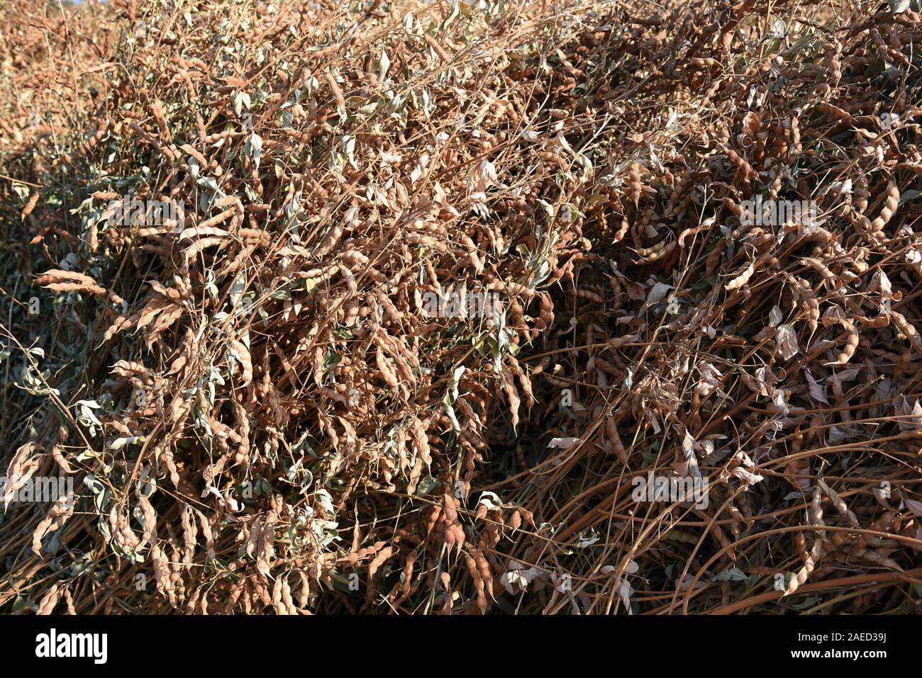 Pigeon pea crop in farm field field Stock Photo - Alamy