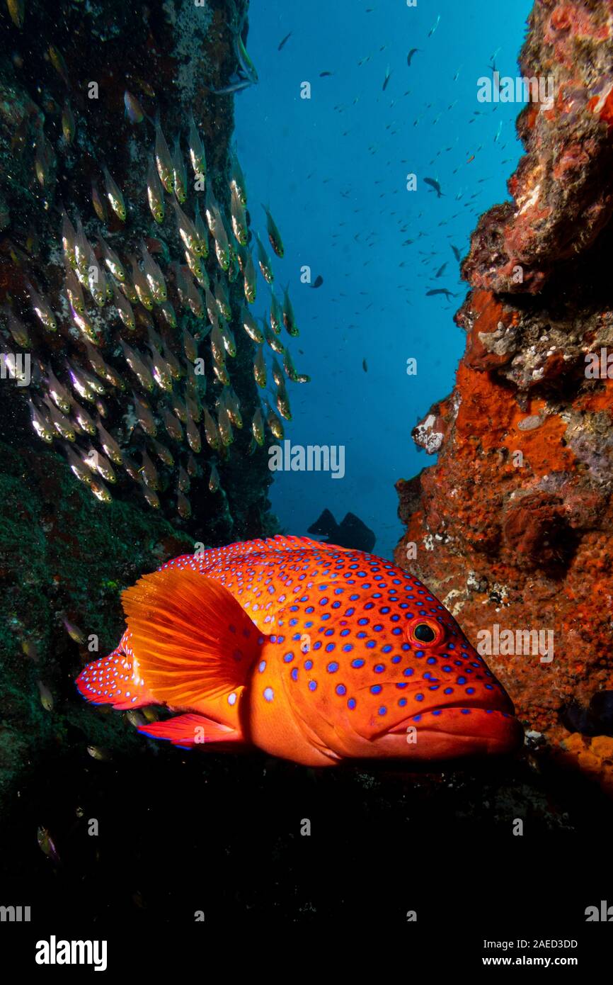 Rock Cod and a school of silver fish in Sodwana Bay, South Africa Stock ...