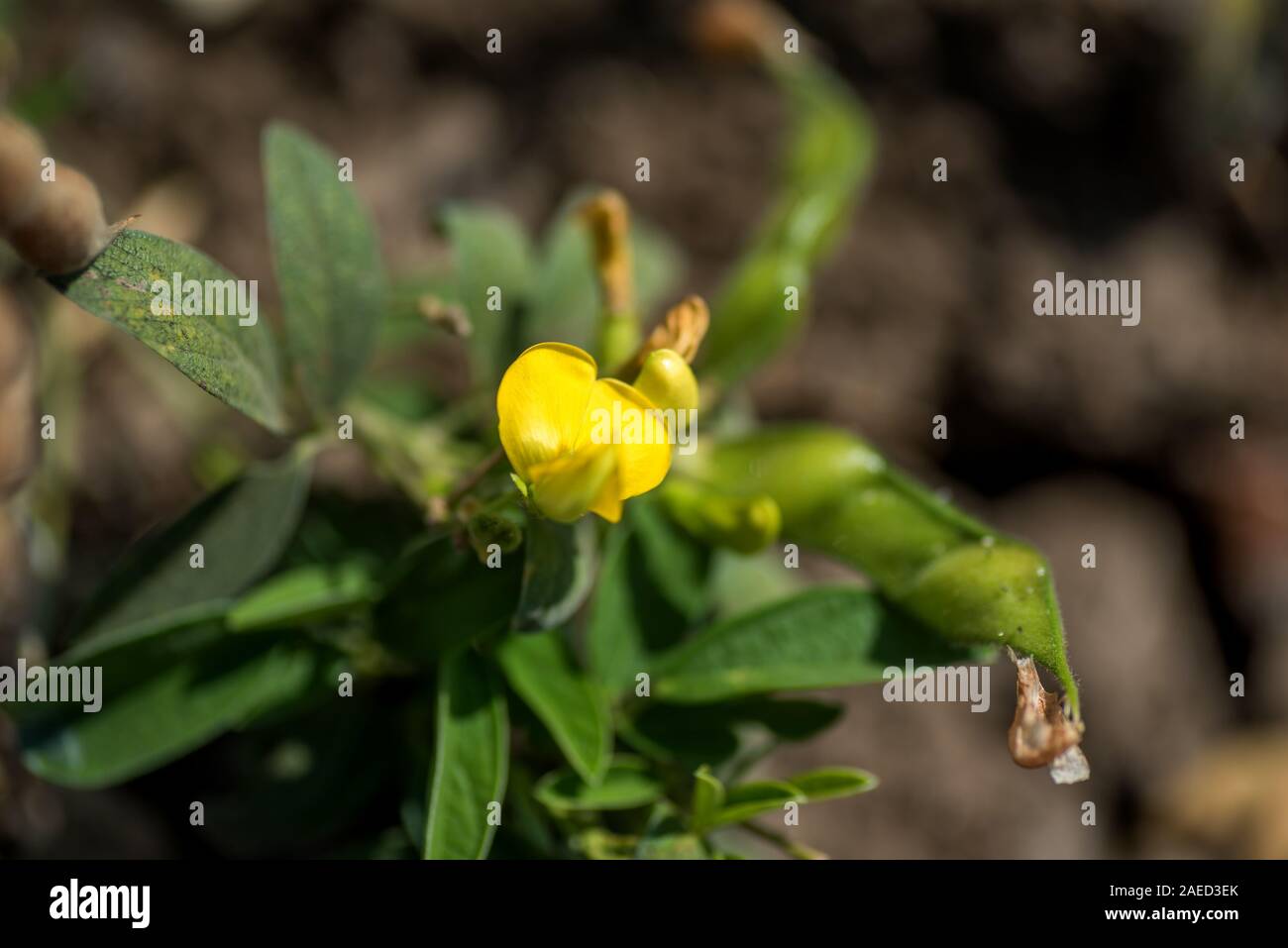 Pigeon pea crop in farm field field Stock Photo - Alamy
