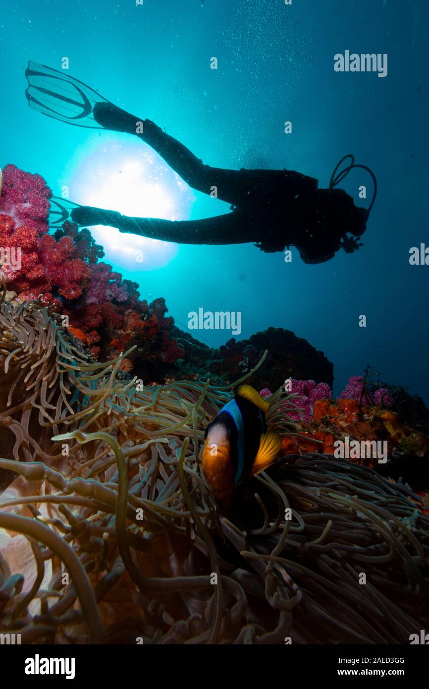 Scuba Diver and Clown Fish in Sodwana Bay, South Africa Stock Photo - Alamy