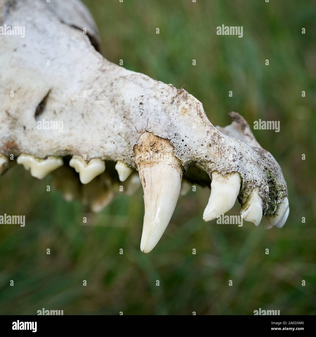 Wolf skull hi-res stock photography and images - Alamy