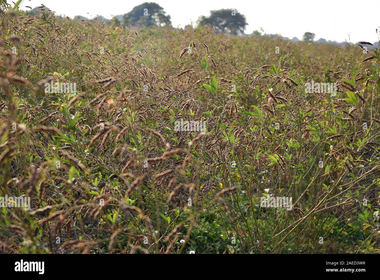 Pigeon pea crop in farm field field Stock Photo - Alamy