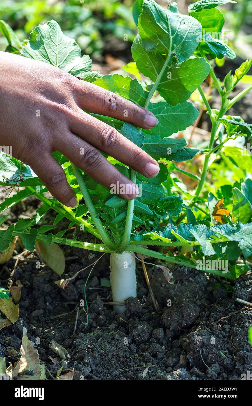Radish grow in the farm field Stock Photo - Alamy