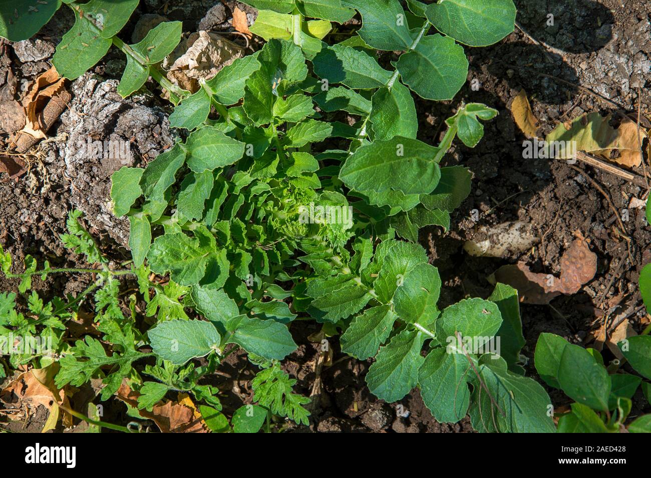 Radish grow in the farm field Stock Photo - Alamy