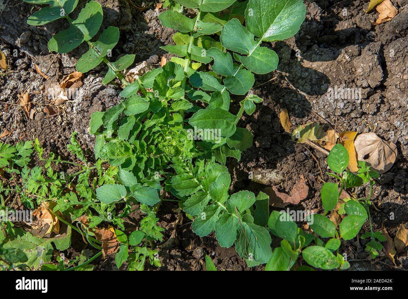 Radish grow in the farm field Stock Photo - Alamy