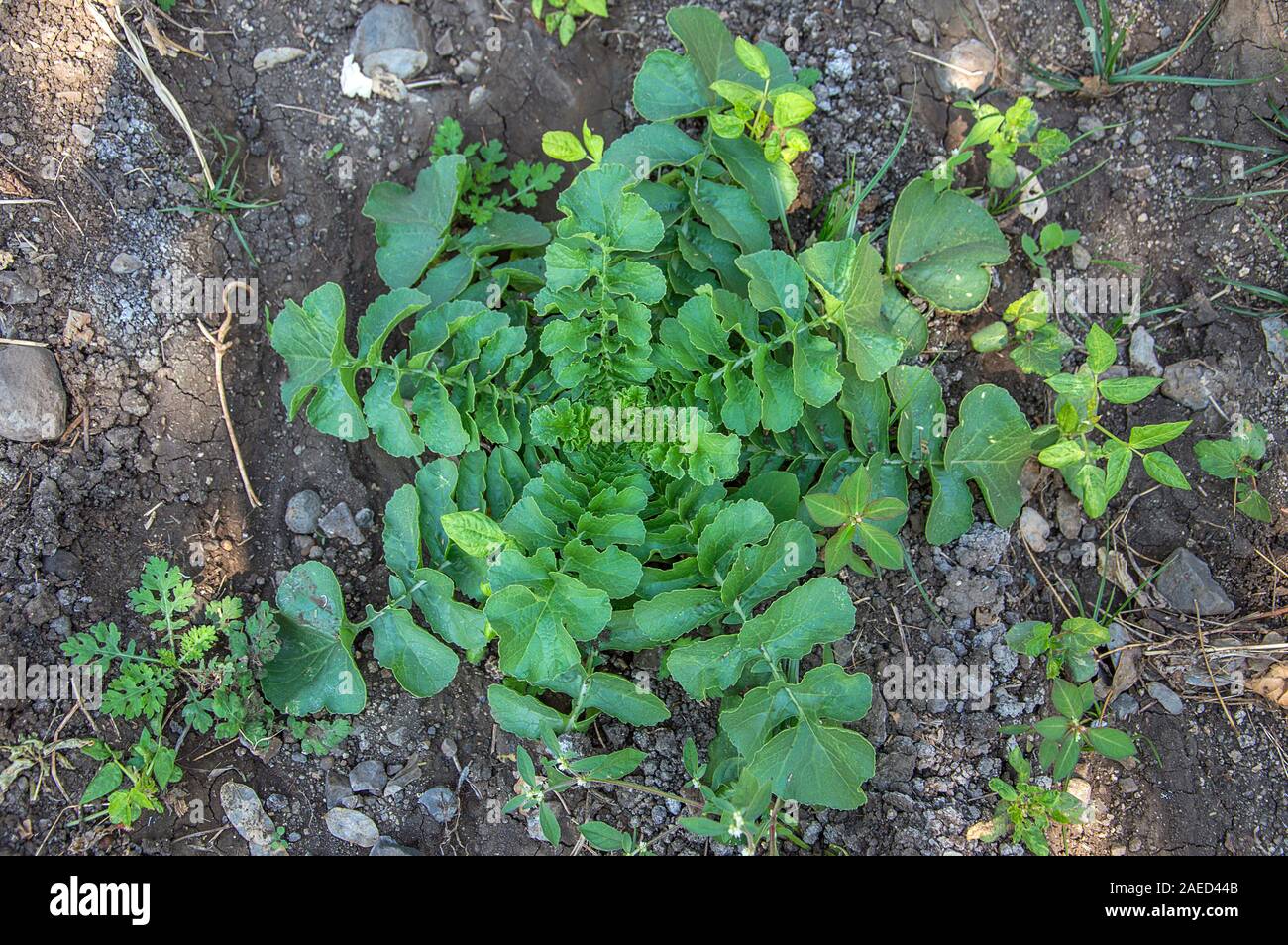 Radish grow in the farm field Stock Photo - Alamy