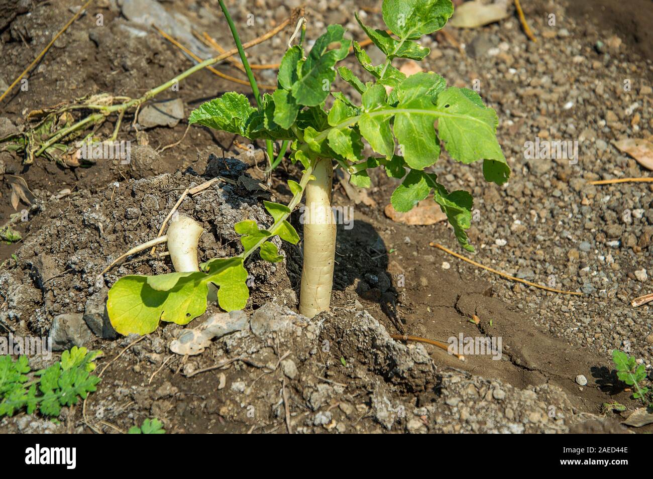 Radish grow in the farm field Stock Photo - Alamy