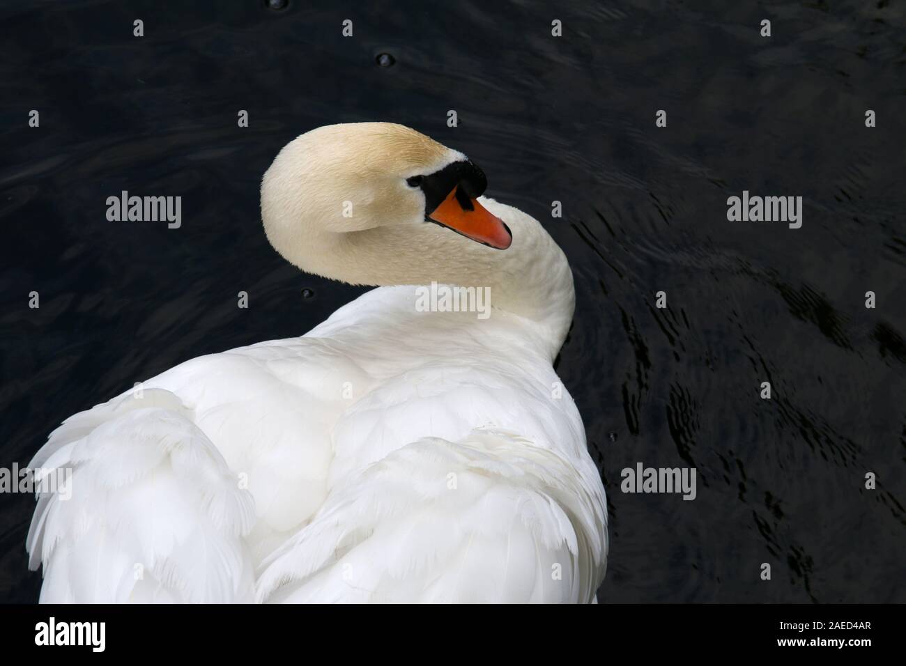 Aggressive swan hi-res stock photography and images - Alamy