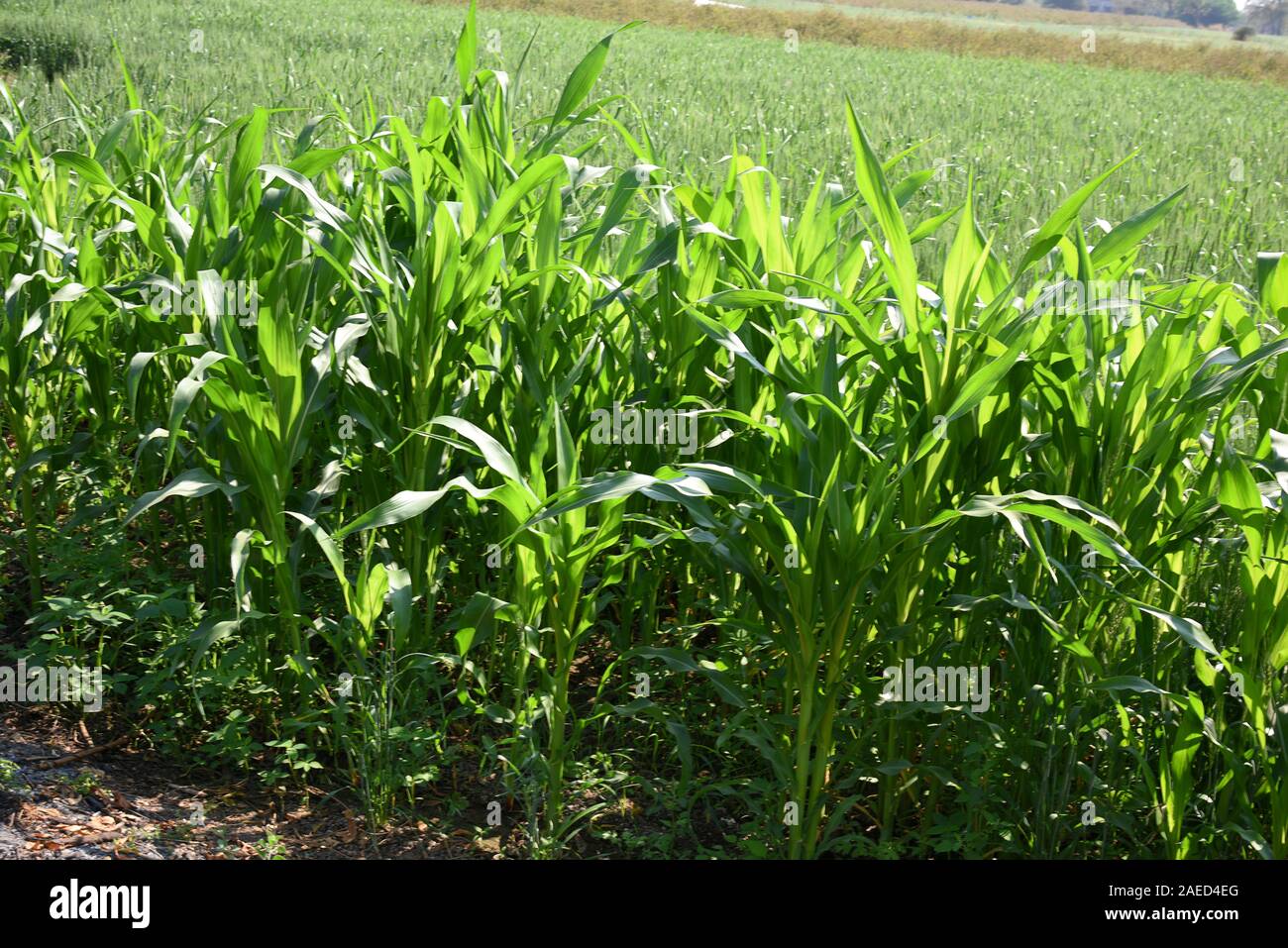 Jowar farm hi-res stock photography and images - Alamy