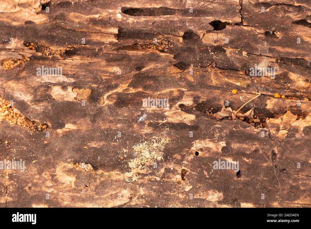 Rotten wood drilled by different insects texture Stock Photo - Alamy