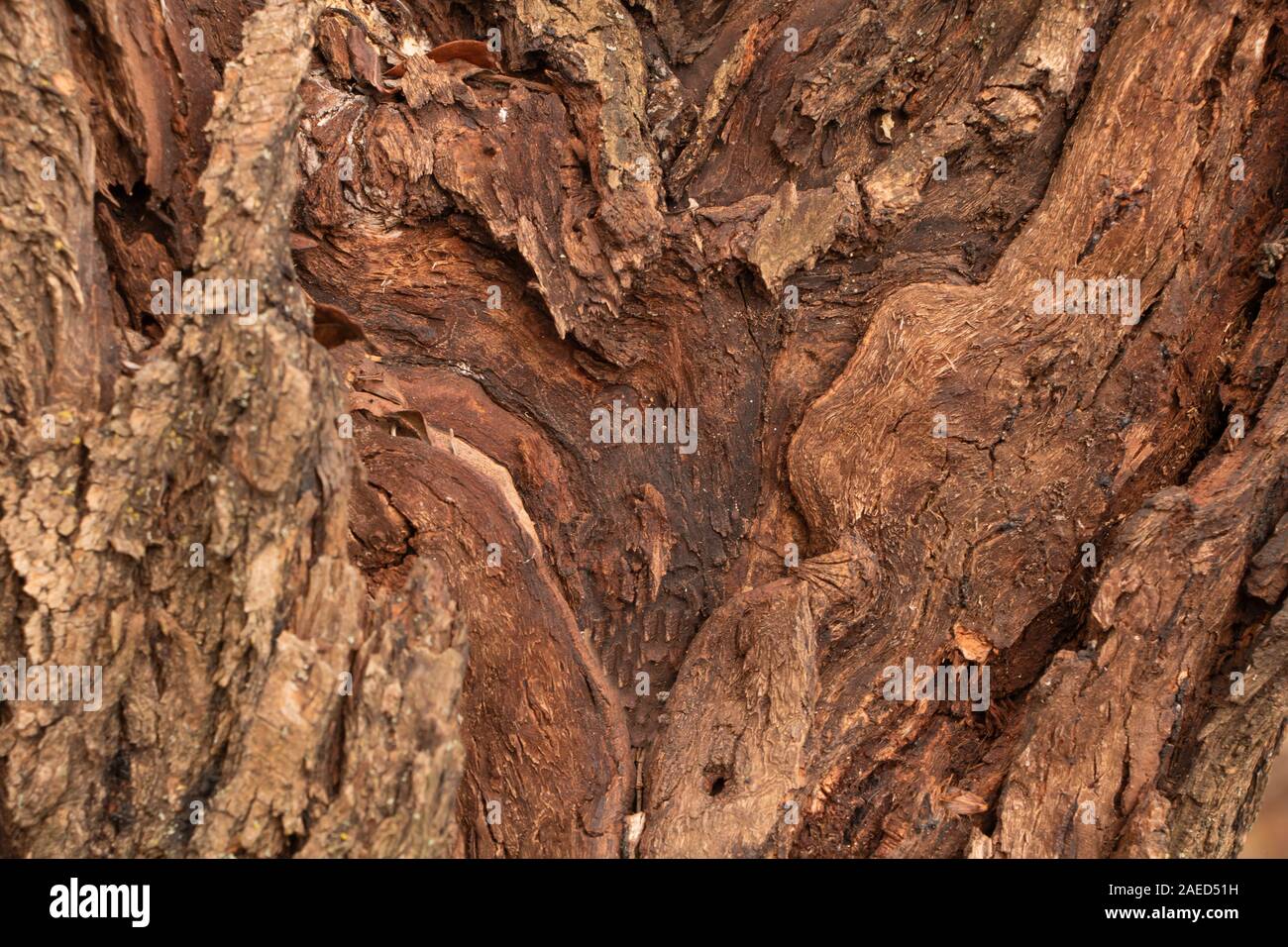 Willow bark texture, thick bark old tree Stock Photo - Alamy