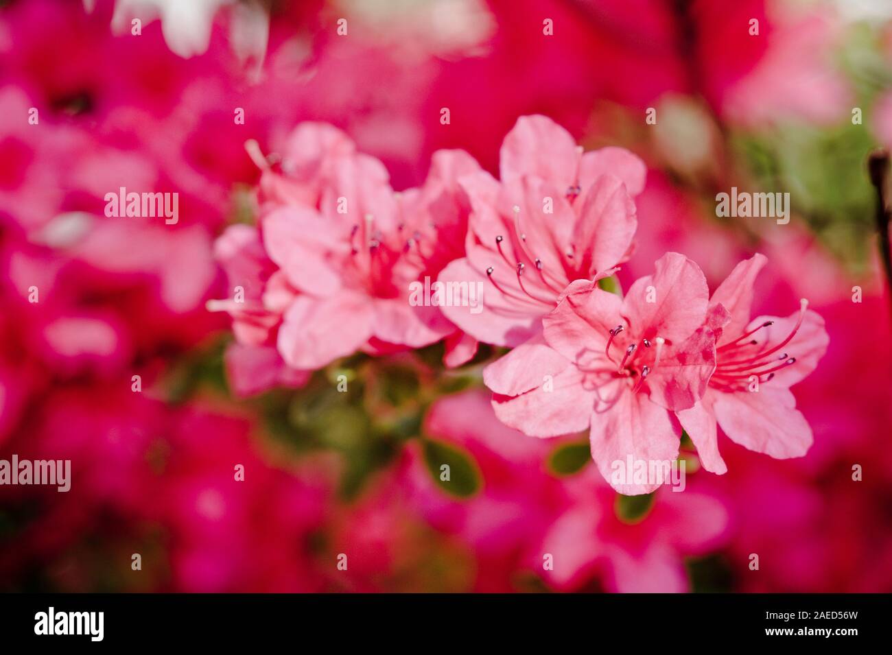 Azalea bush hi-res stock photography and images - Alamy