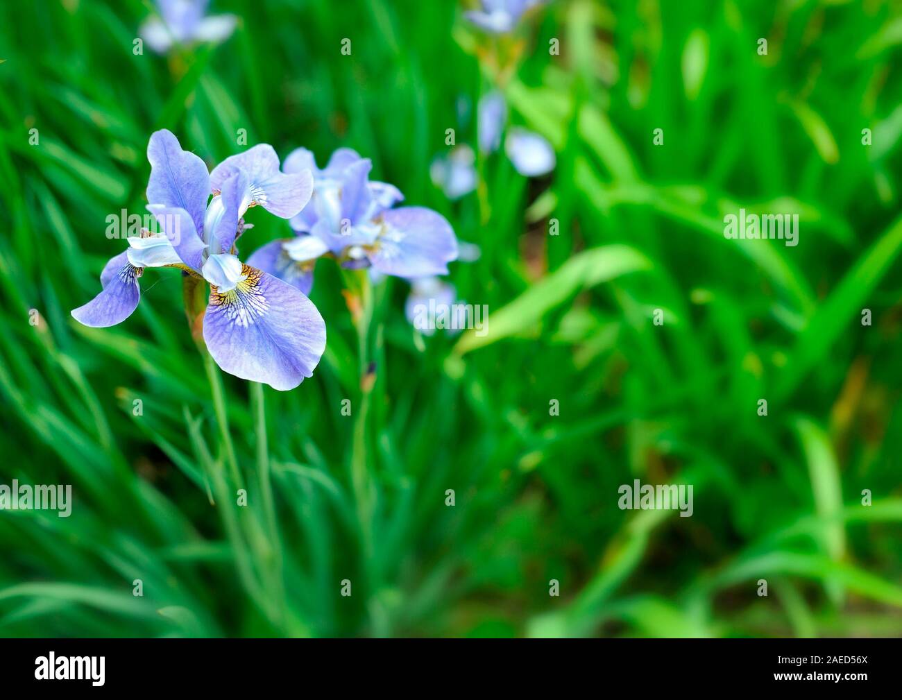 Beautiful iris Latin name Iridaceae Louisianna hybrid in a spring ...