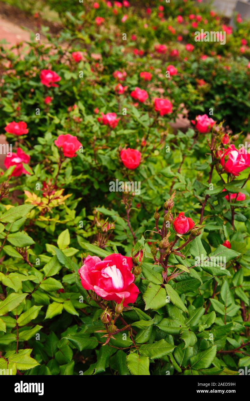 Red rose bushes with white centers in bloom, Annapolis, Maryland USA ...