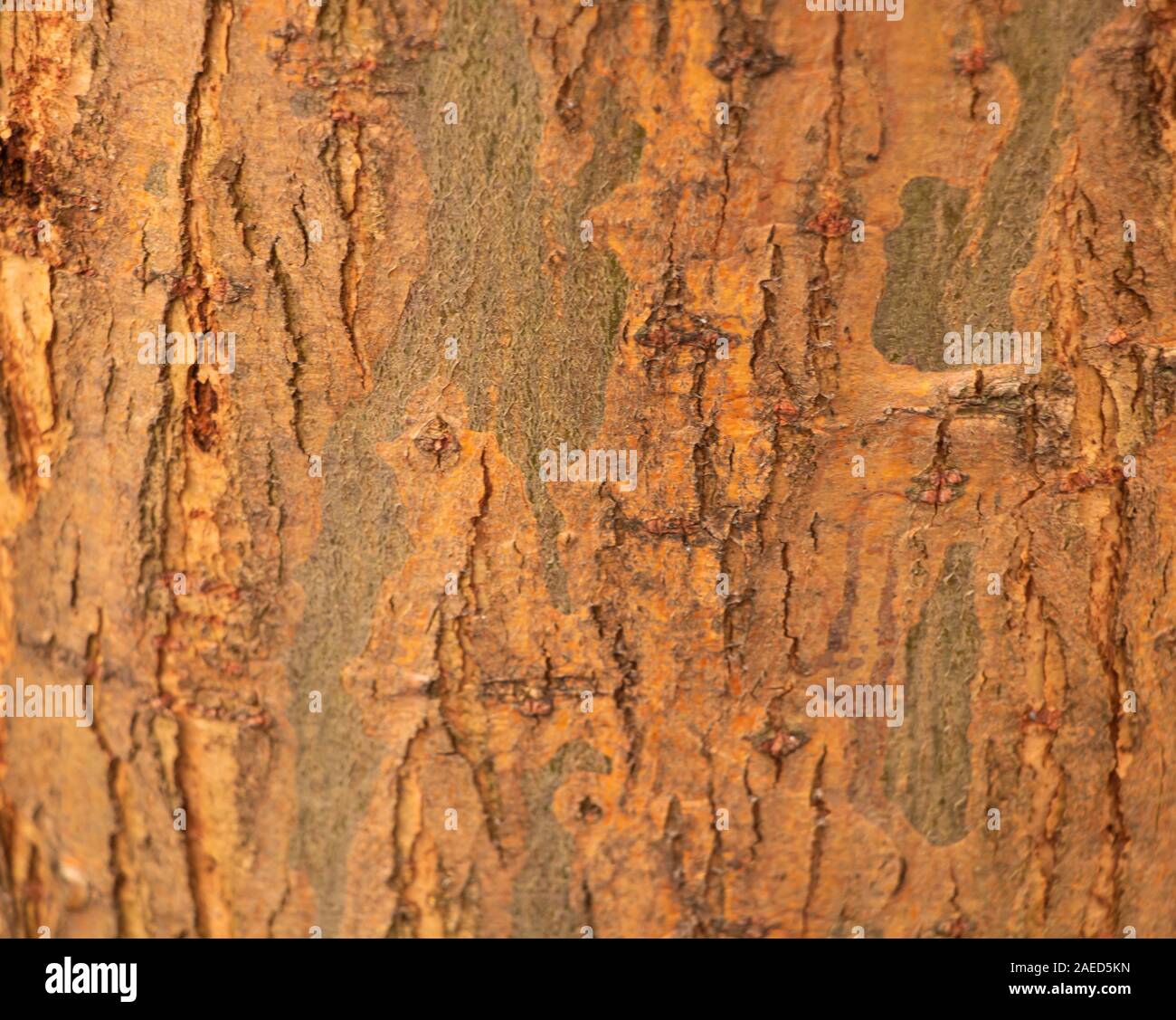 Wood bark texture young tree skin close up Stock Photo - Alamy
