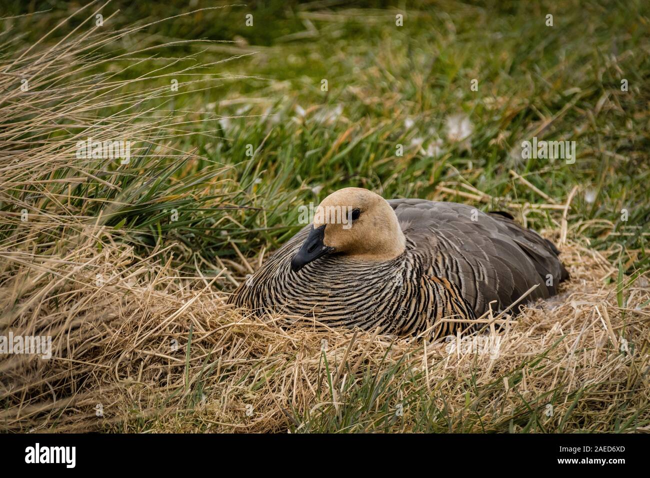 Adult Female Upland Goose nesting on Sea Lion Island, in the Falkland ...