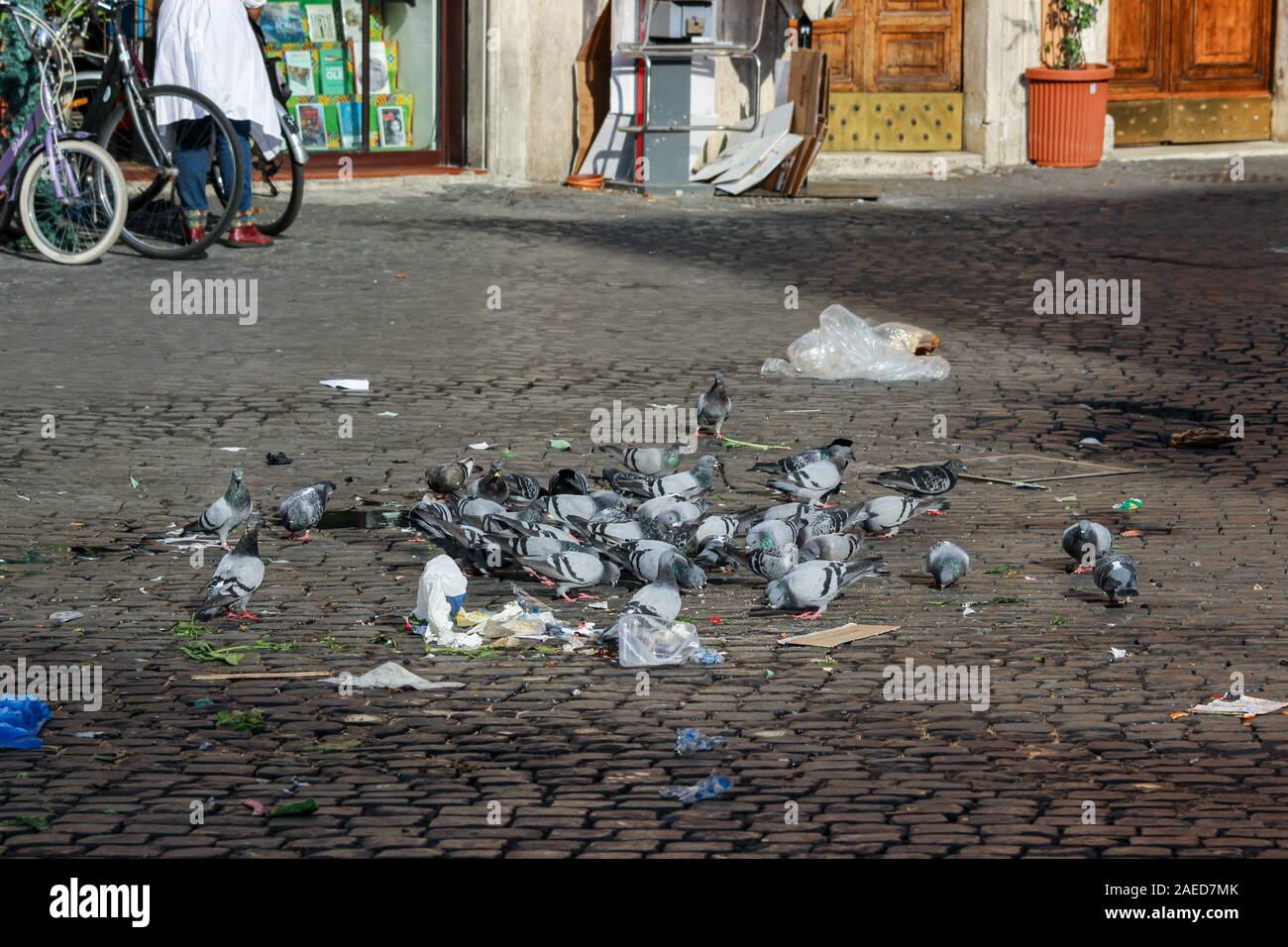 Common pigeons on Campo de' Fiori square after market hours in Rome ...