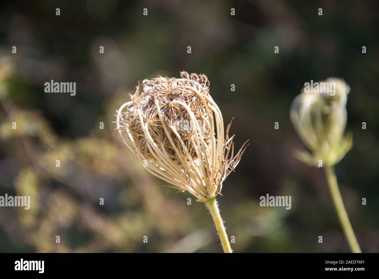 Wild carrot or a queen Anne's lace, daucus carota bud in a meadow ...