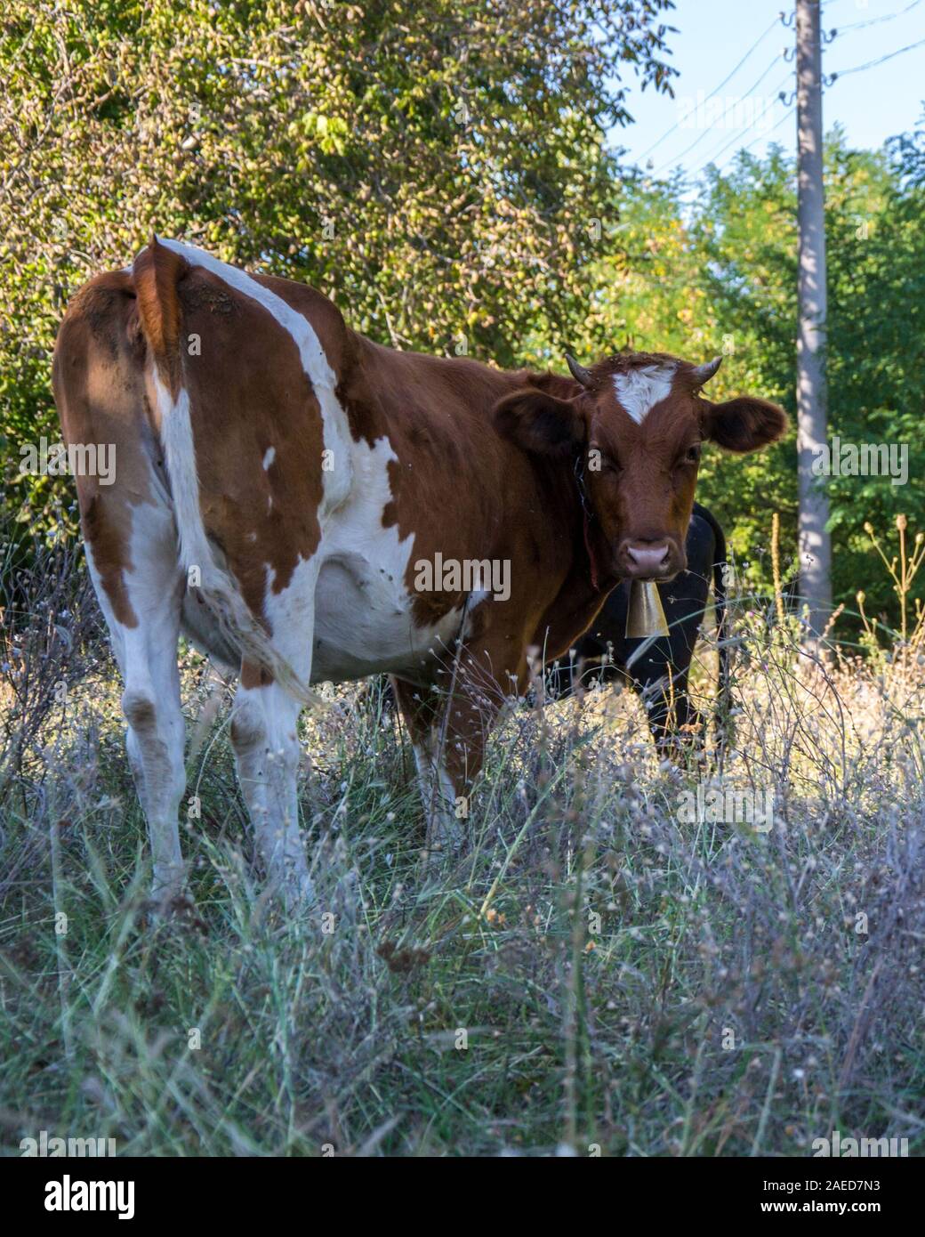 Beautiful cow in a pasture in the sunny part of the day, farm animal ...