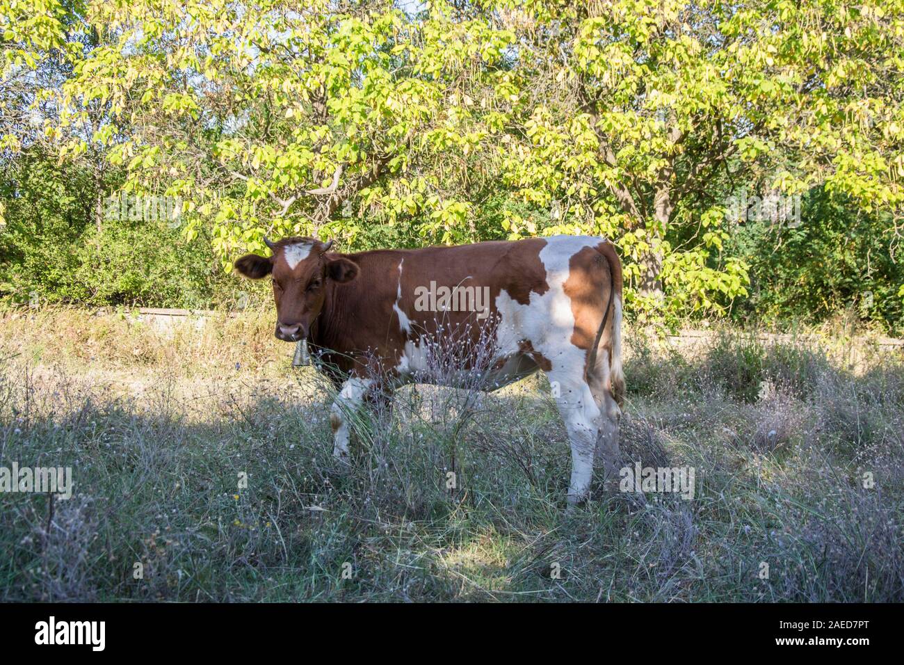 Beautiful cow in a pasture in the sunny part of the day, farm animal ...