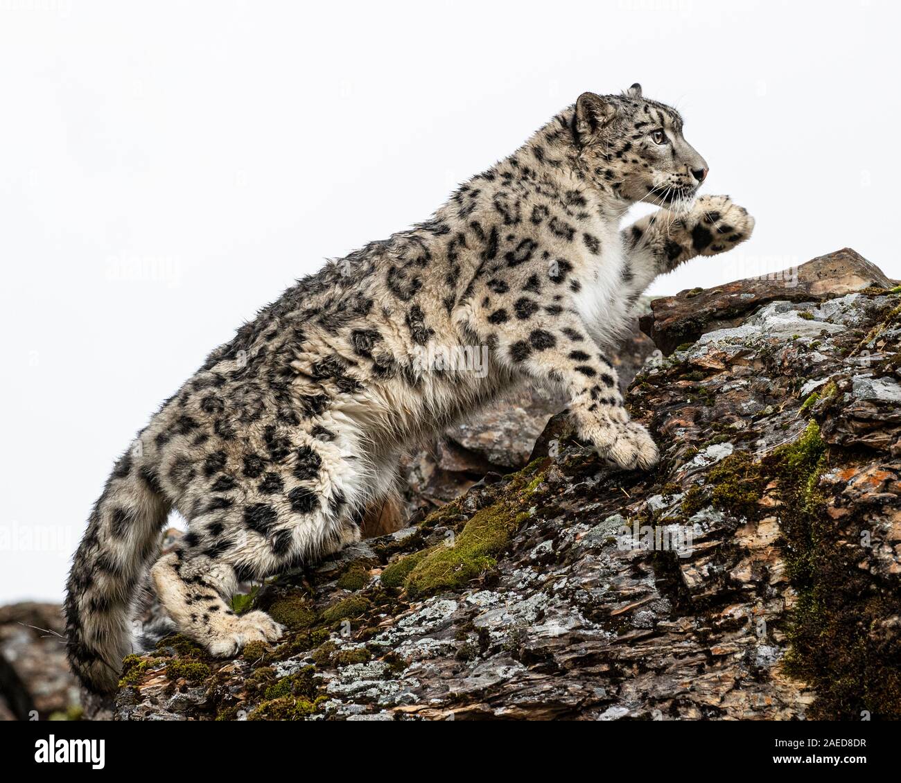 Snow leopard in fall colors Stock Photo - Alamy