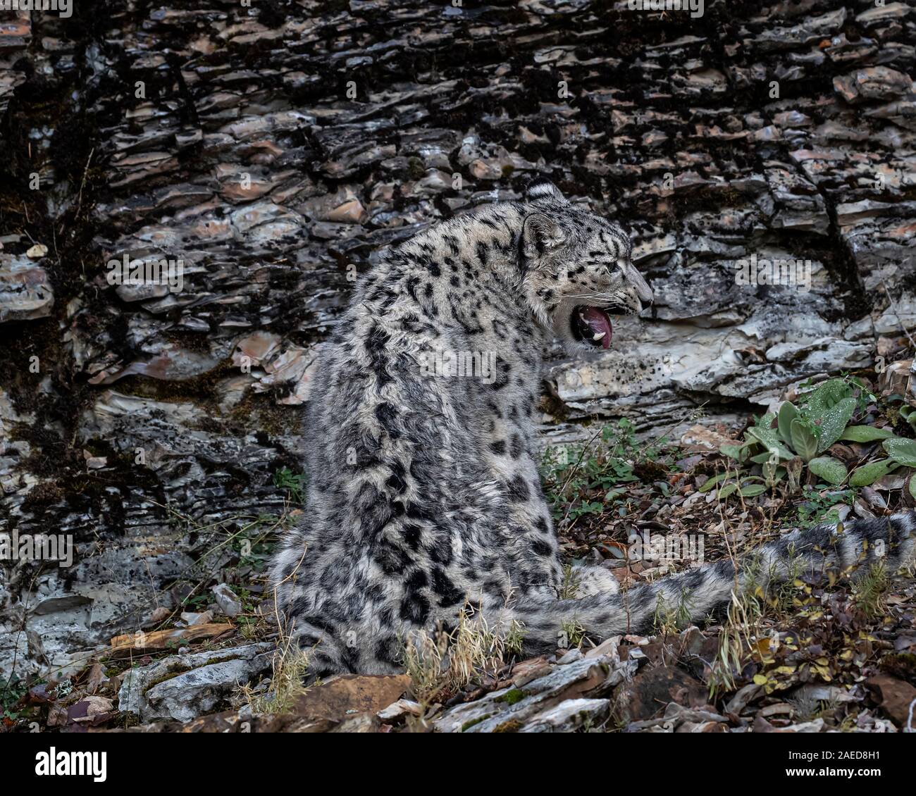 Snow leopard in fall colors Stock Photo - Alamy