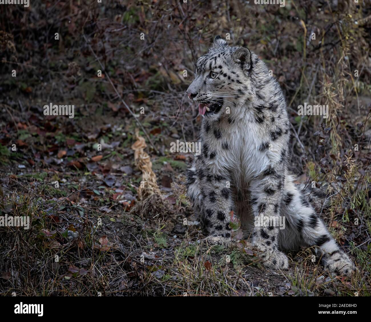 Snow leopard in fall colors Stock Photo - Alamy