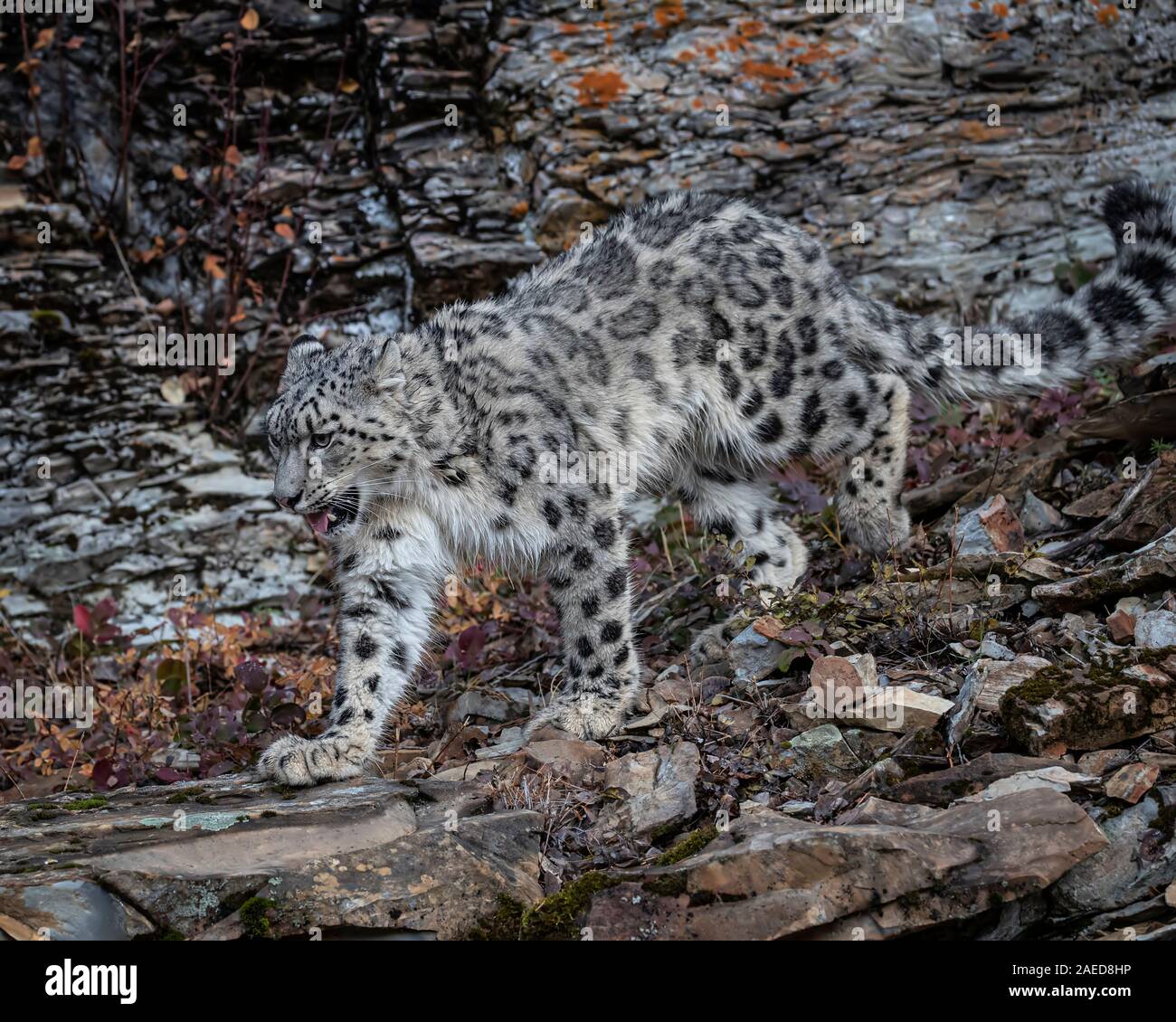 Snow leopard in fall colors Stock Photo - Alamy