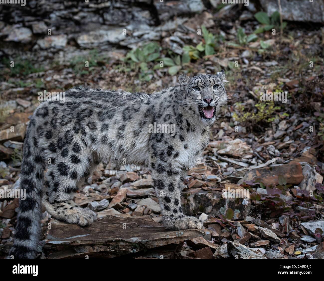 Snow leopard in fall colors Stock Photo - Alamy