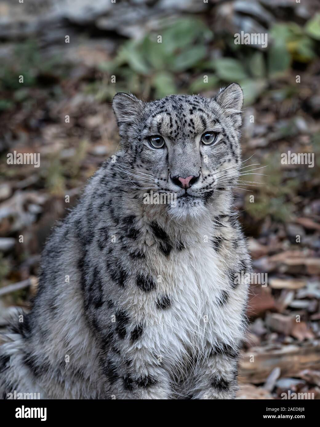 Snow leopard in fall colors Stock Photo - Alamy