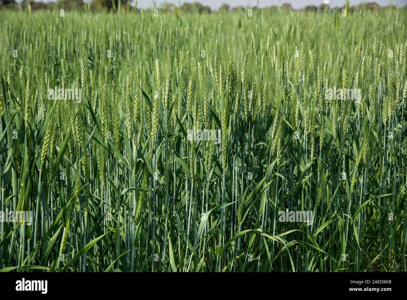 Green wheat at organic farm field Stock Photo - Alamy