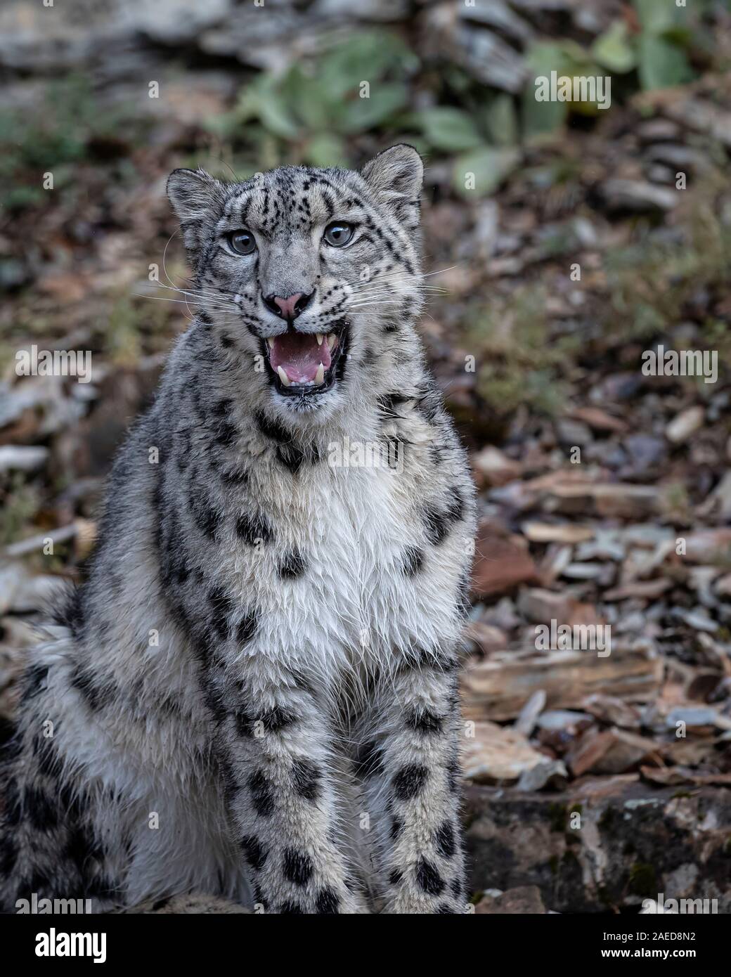 Snow leopard in fall colors Stock Photo - Alamy