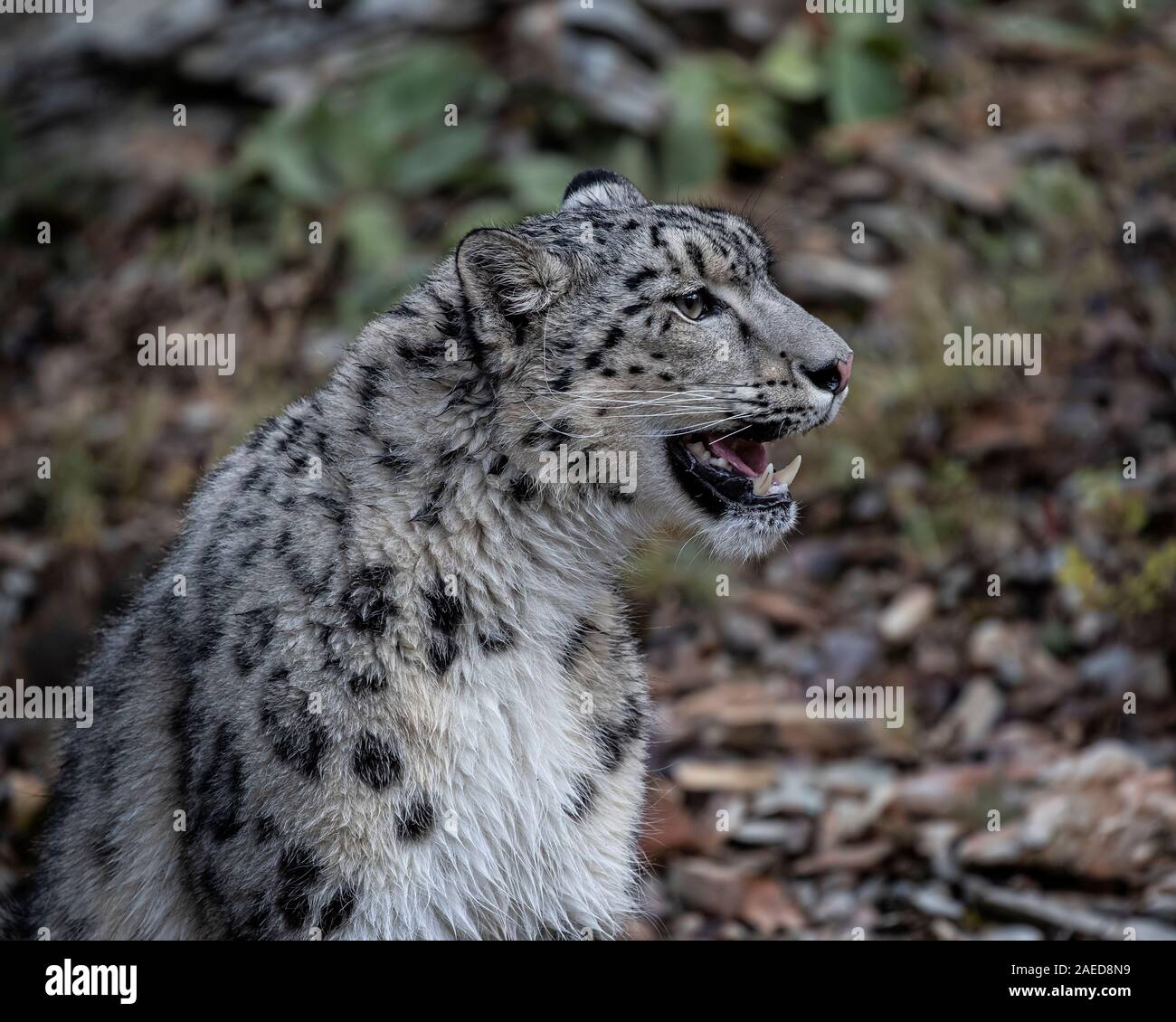 Snow leopard in fall colors Stock Photo - Alamy