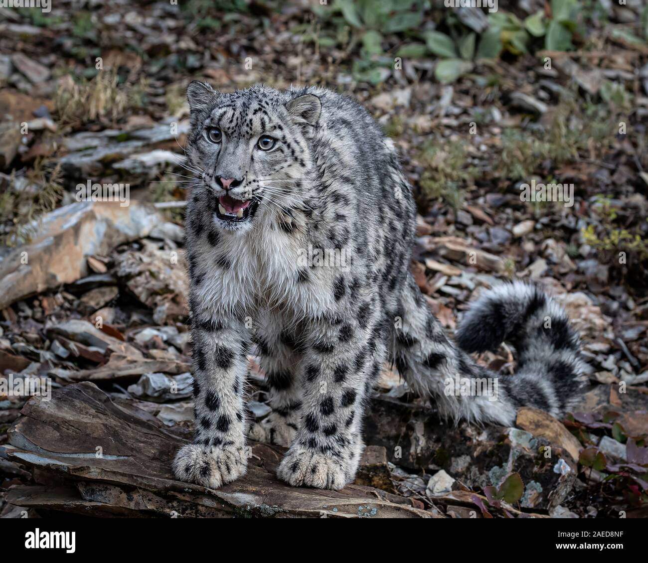 Snow leopard in fall colors Stock Photo - Alamy