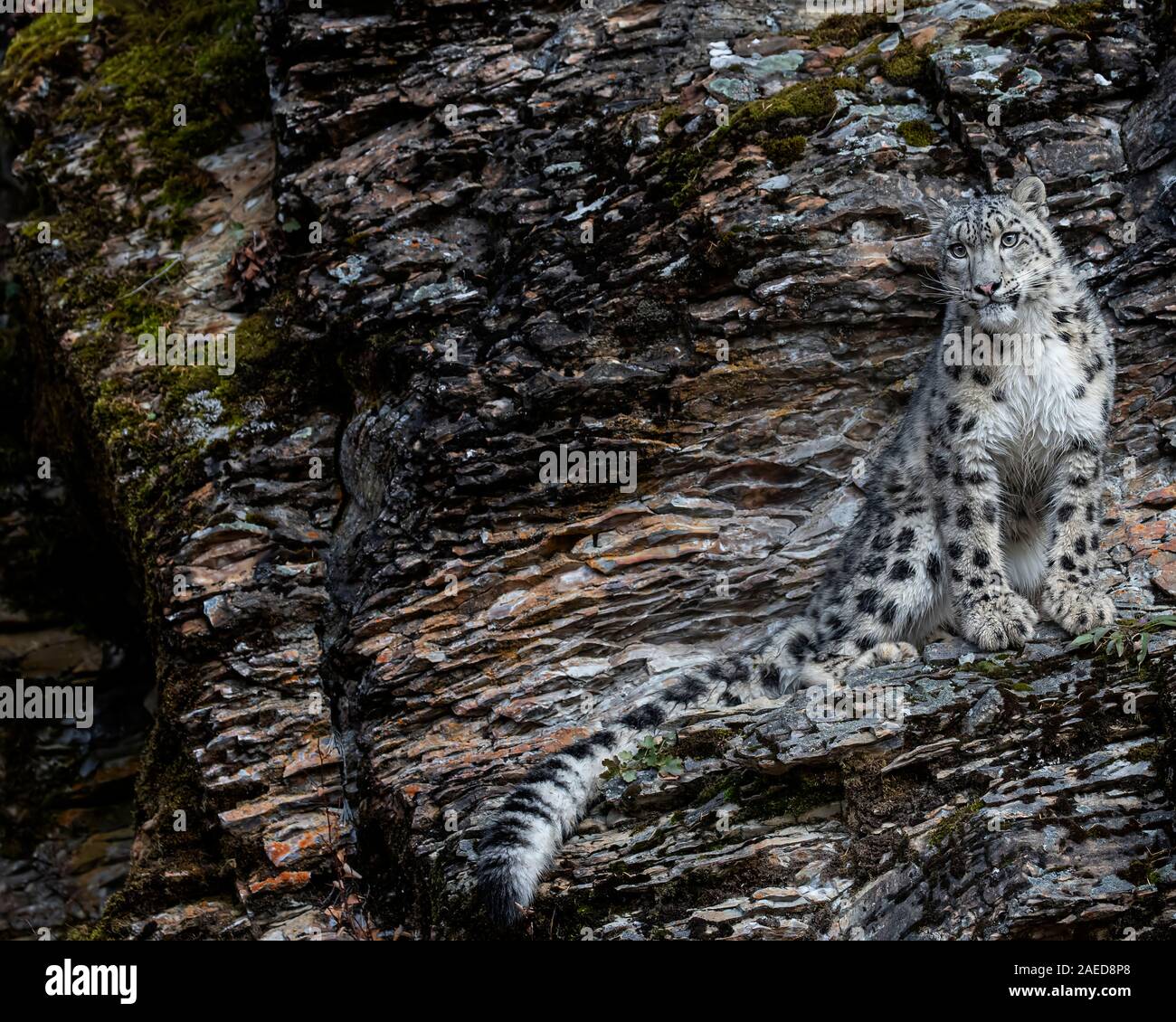 Snow leopard in fall colors Stock Photo - Alamy