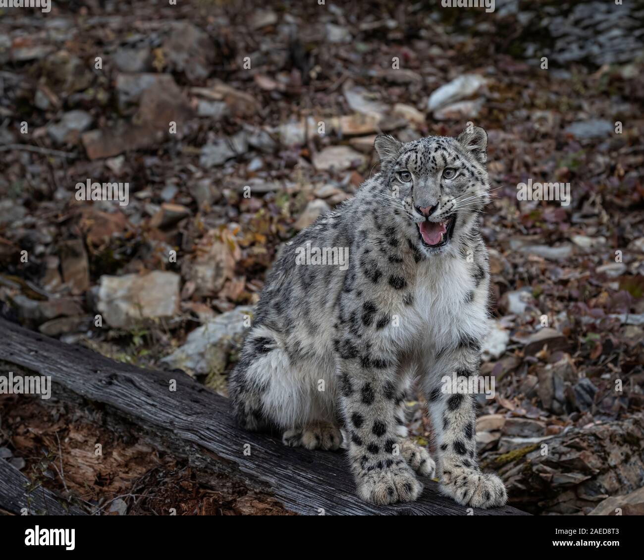 Snow leopard in fall colors Stock Photo - Alamy