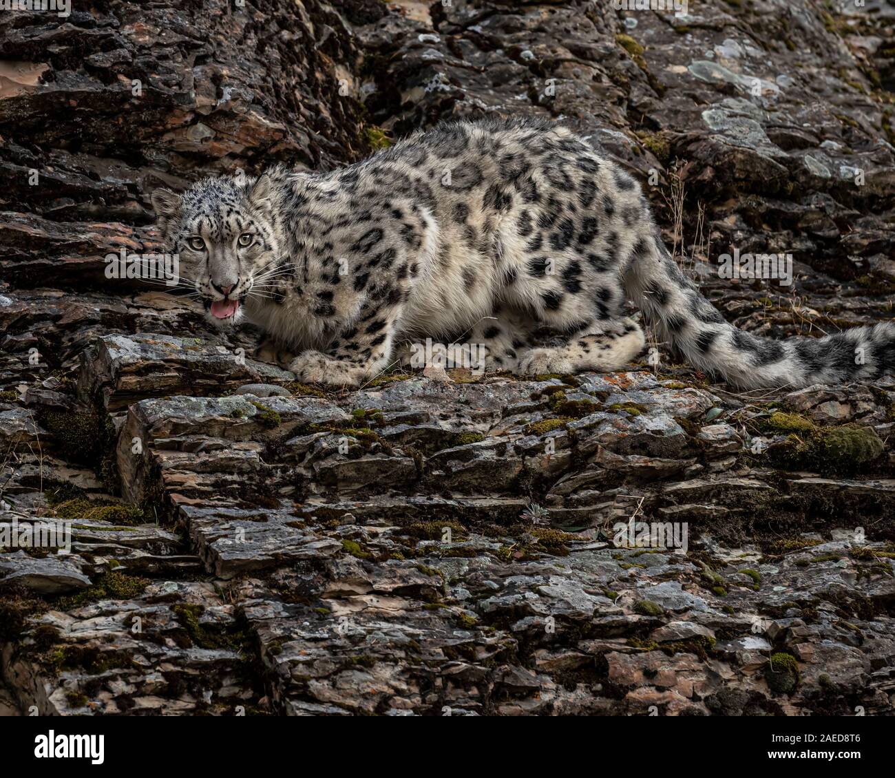 Snow leopard in fall colors Stock Photo - Alamy