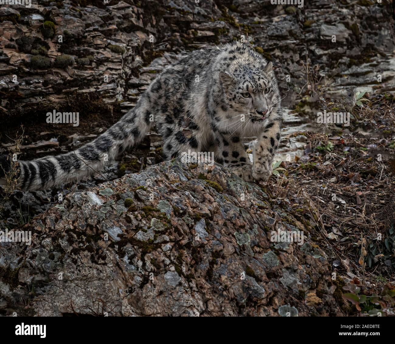 Snow leopard in fall colors Stock Photo - Alamy