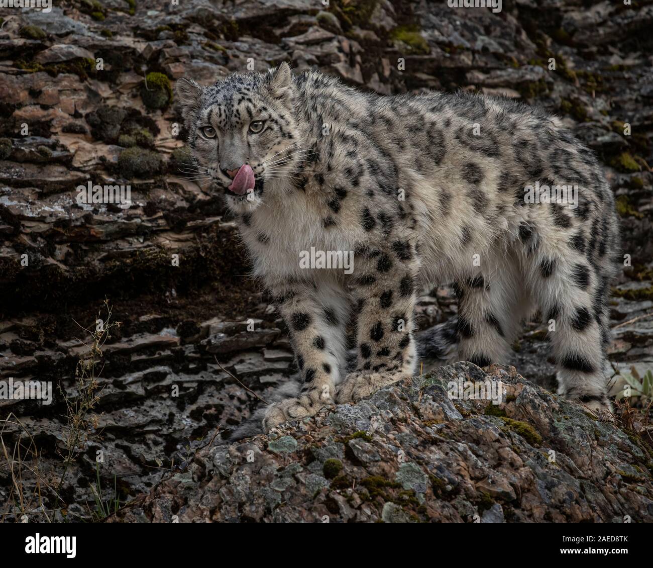 Snow leopard in fall colors Stock Photo - Alamy