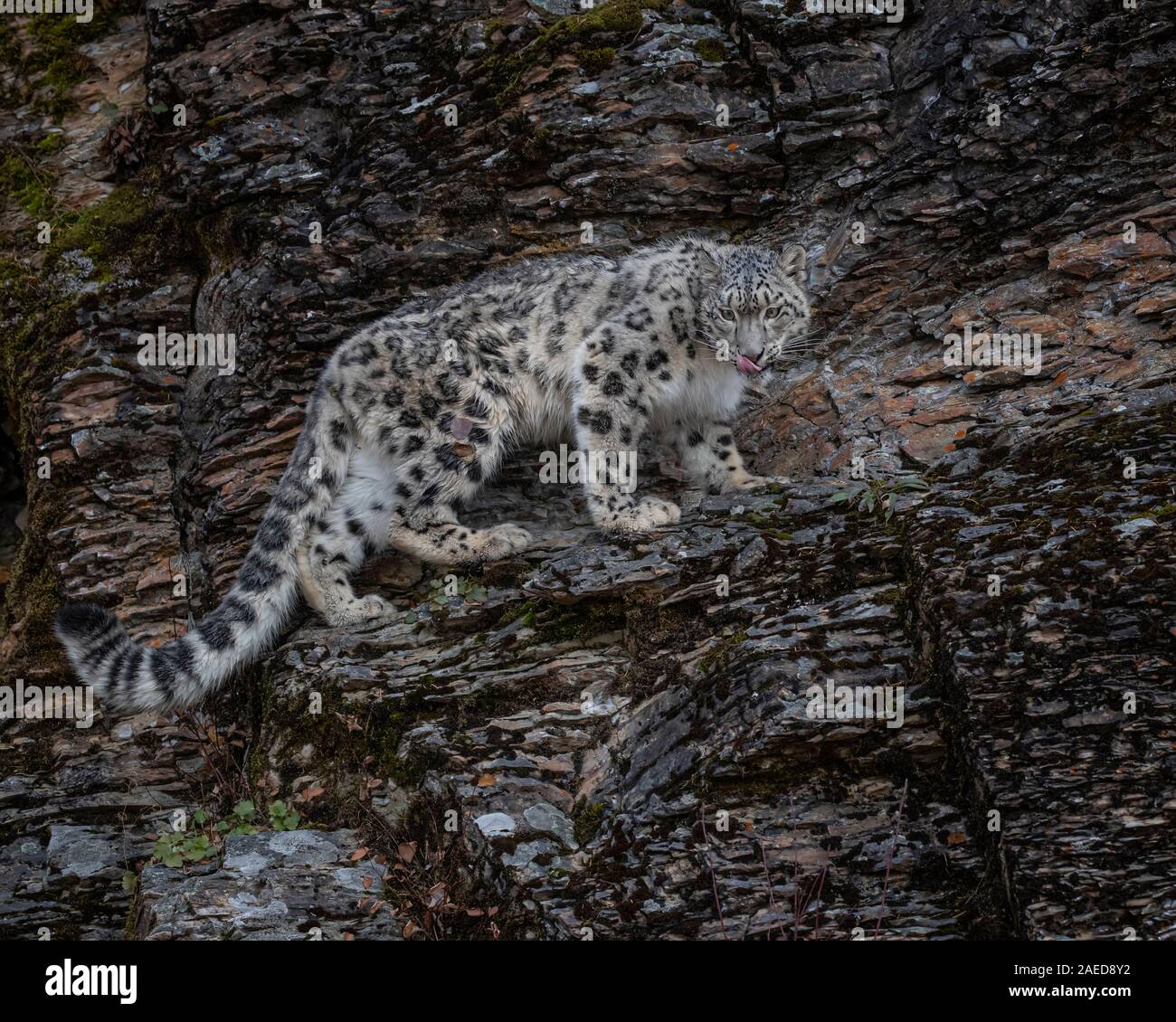 Snow leopard in fall colors Stock Photo - Alamy