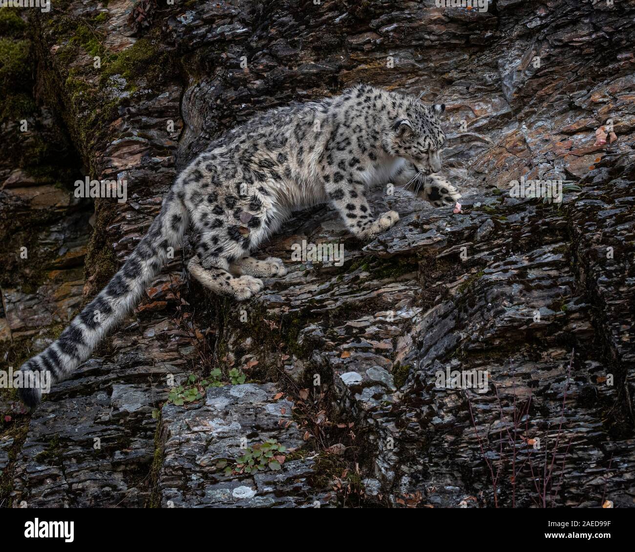 snow leopard in fall colors Stock Photo - Alamy
