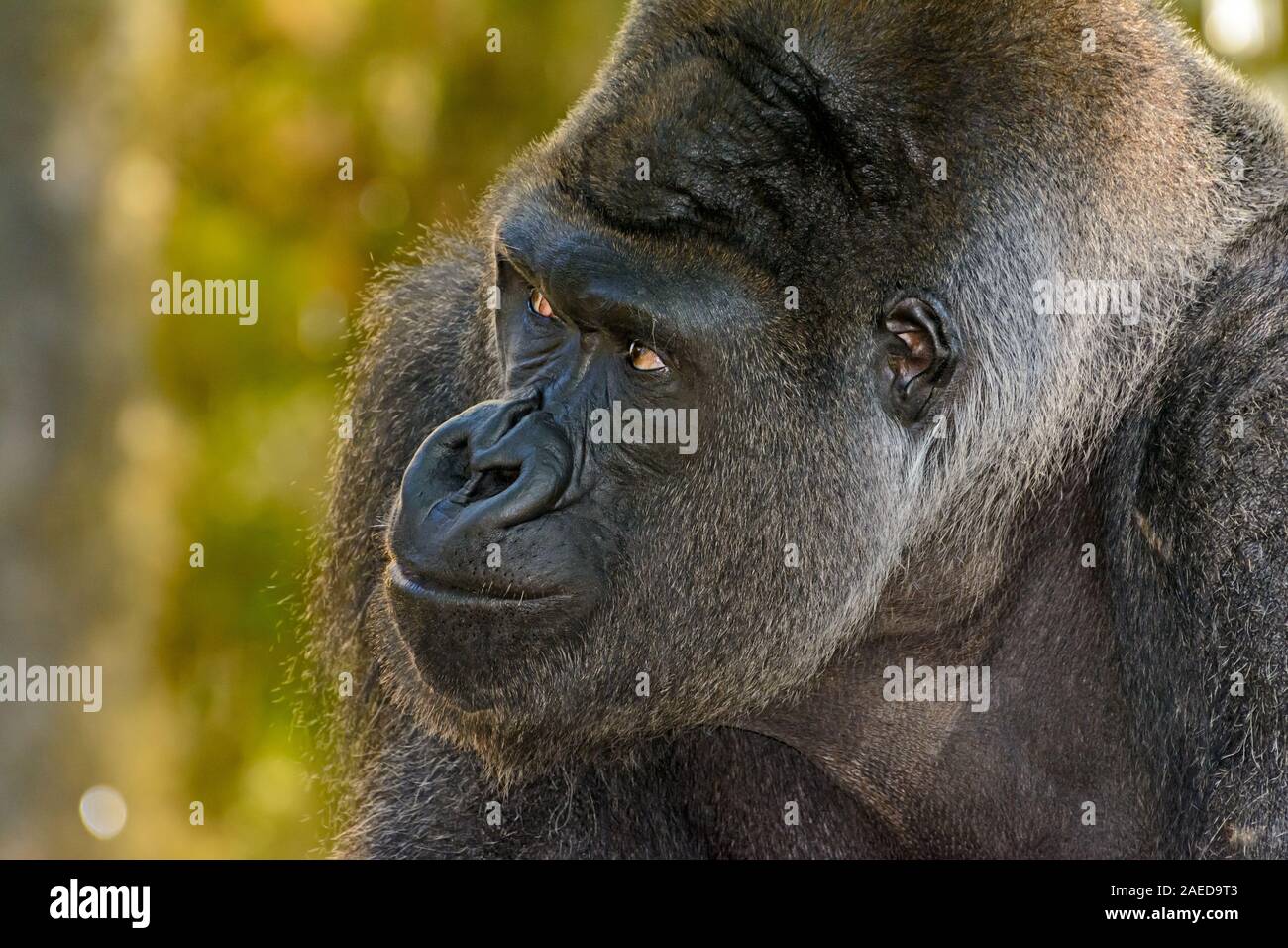 Angola and equatorial guinea hi-res stock photography and images - Alamy