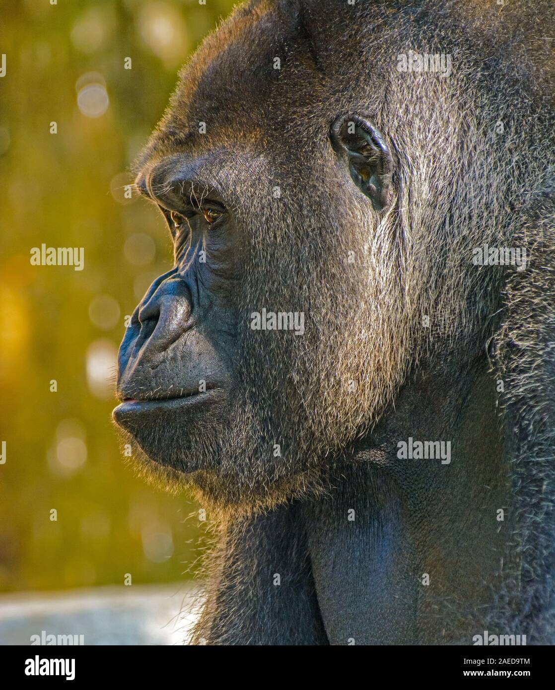 Male Silverback Western Lowland gorilla, (Gorilla gorilla gorilla ...