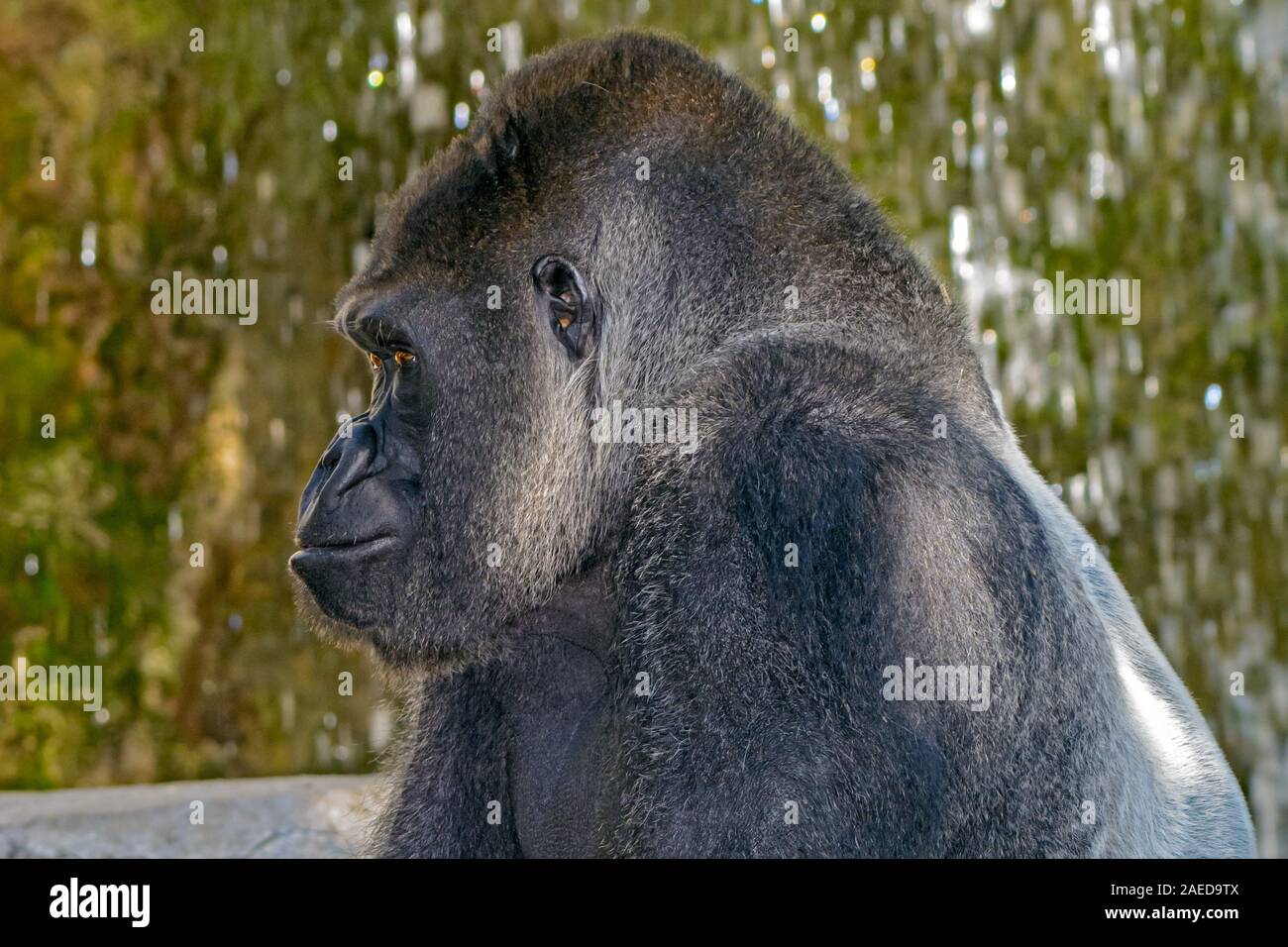 Close up gorilla hi-res stock photography and images - Alamy
