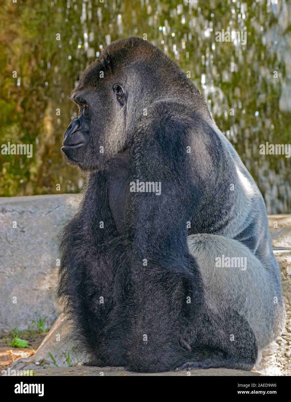 Male Silverback Western Lowland gorilla, (Gorilla gorilla gorilla ...