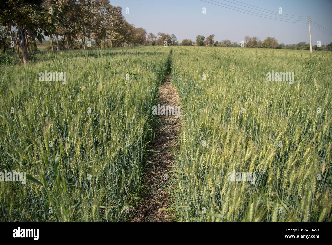 Green wheat at organic farm field Stock Photo - Alamy