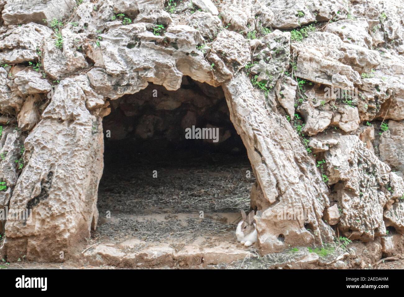 White rabbit in the stone cave in the zoo park in athens greece Stock ...
